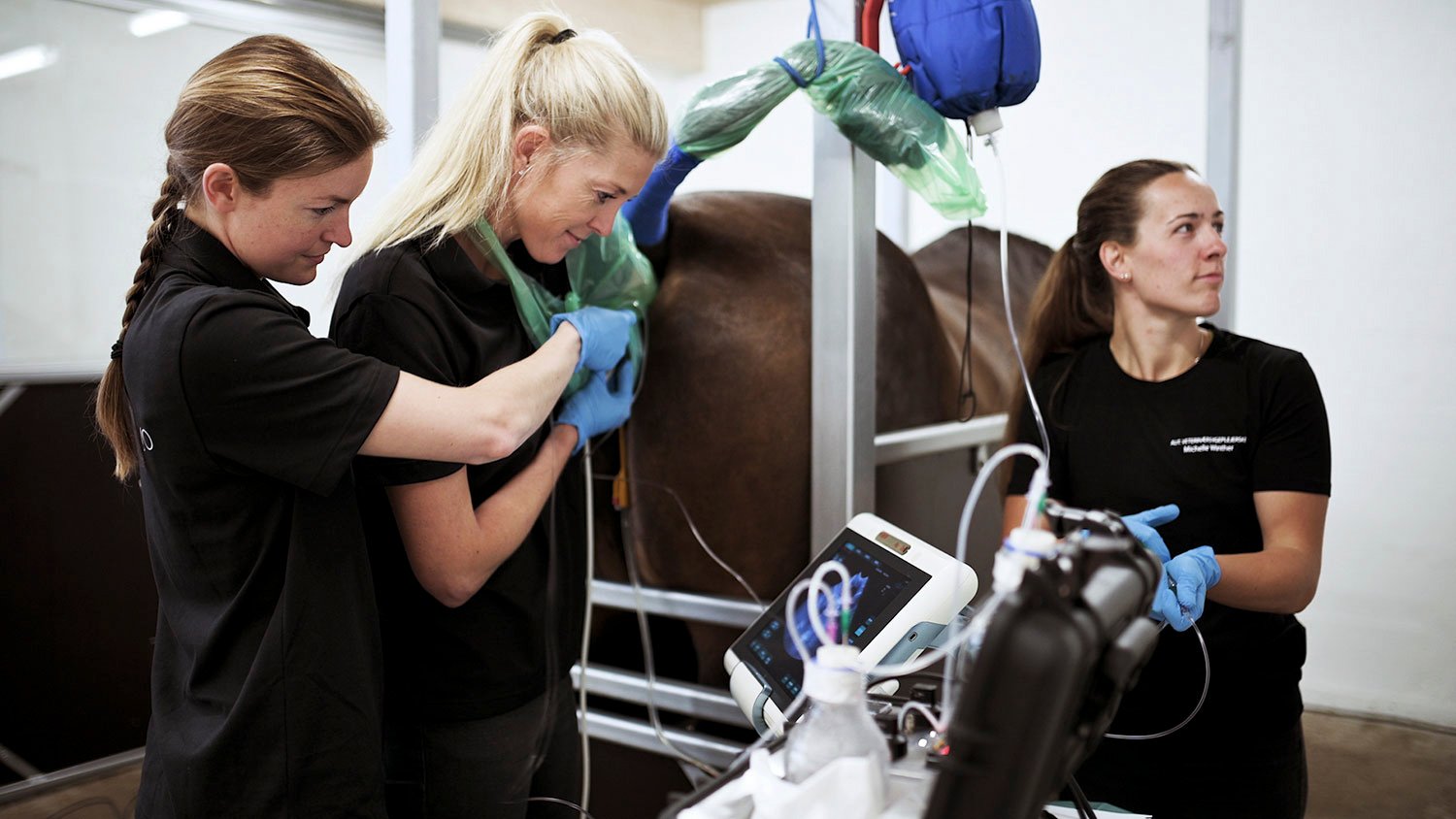 Equine Breeding: Oocyte Pick-Up (OPU) Procedure