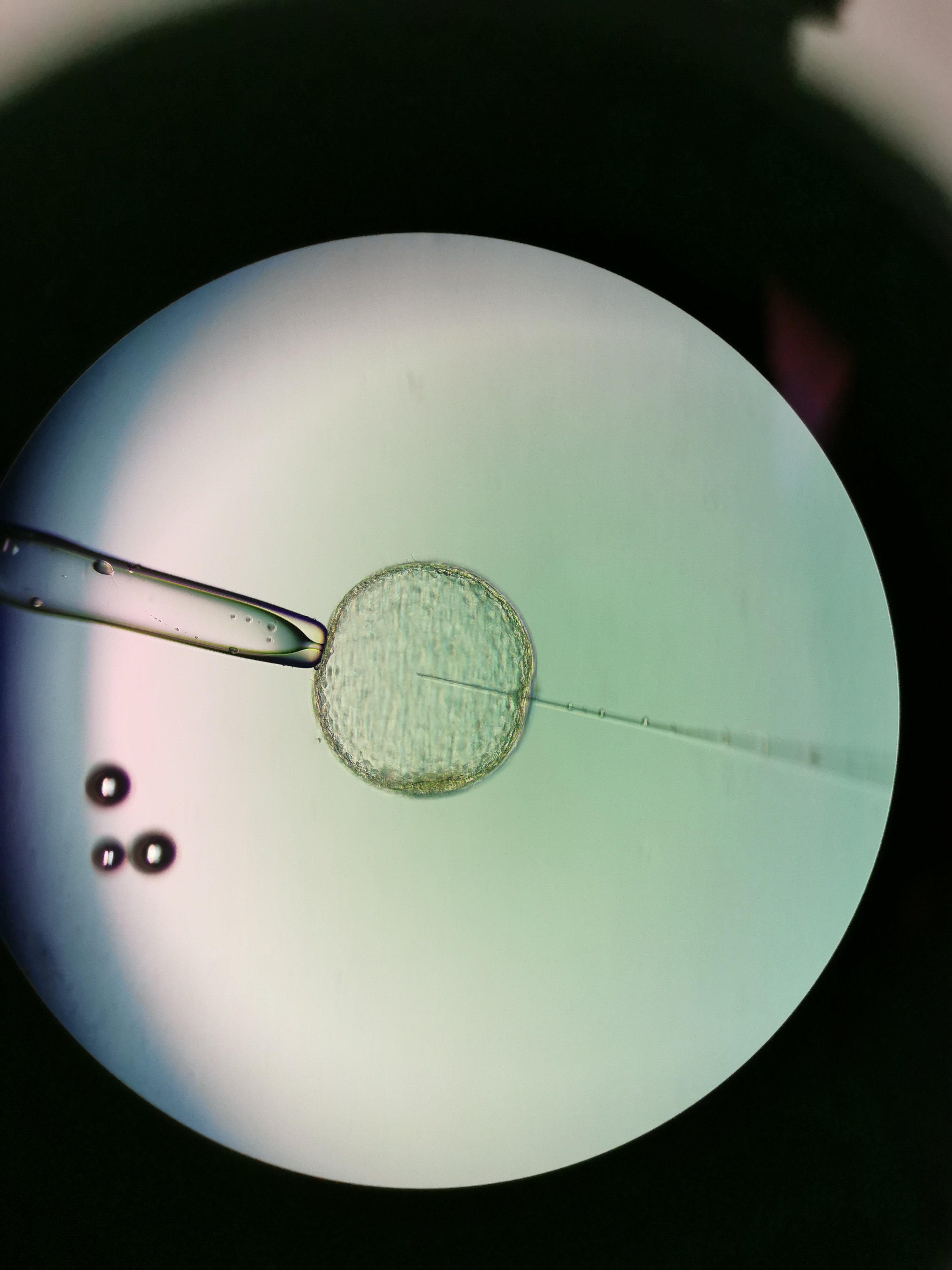 Embryo Vitrification: Freezing for Equine Embryos