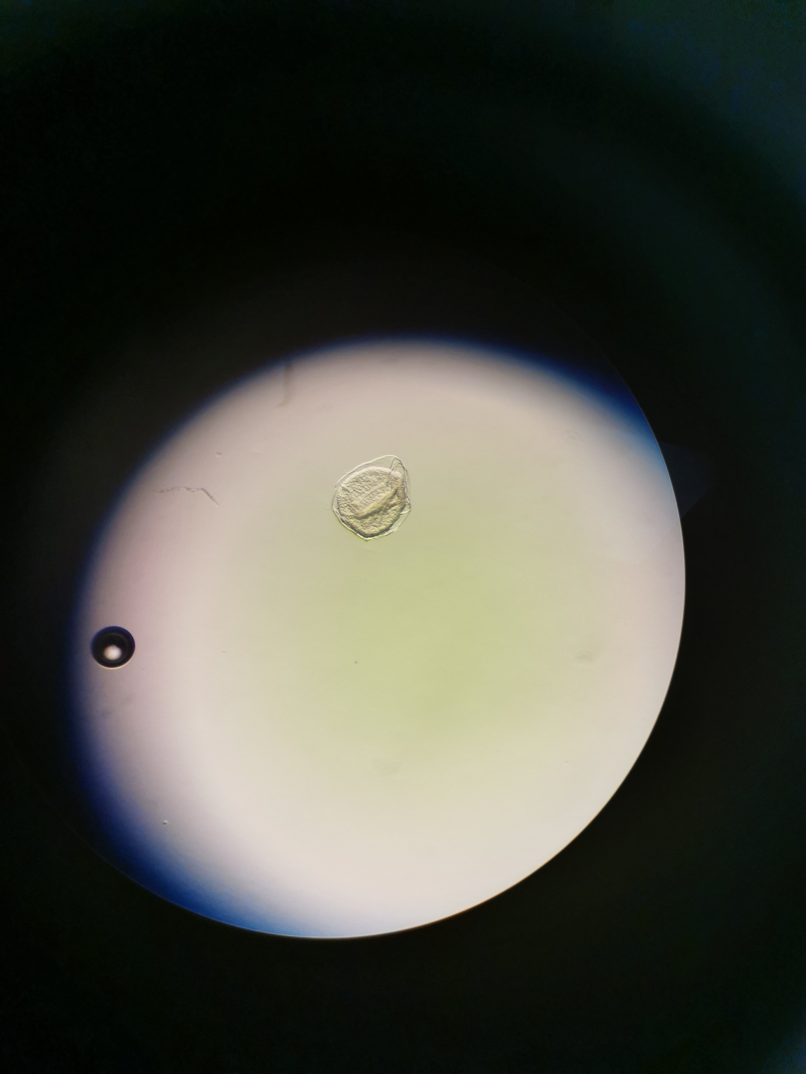 Embryo Vitrification: Freezing for Equine Embryos