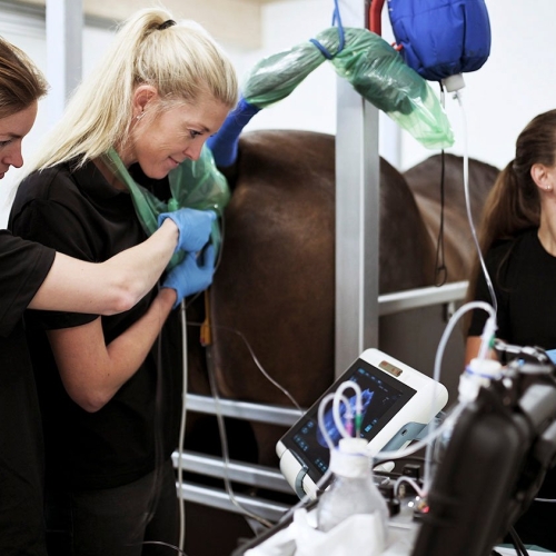 Equine Breeding: Oocyte Pick-Up (OPU) Procedure