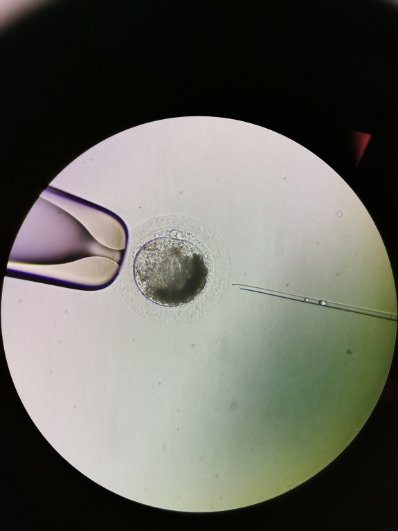 ICSI in horses: Advanced equine fertilization